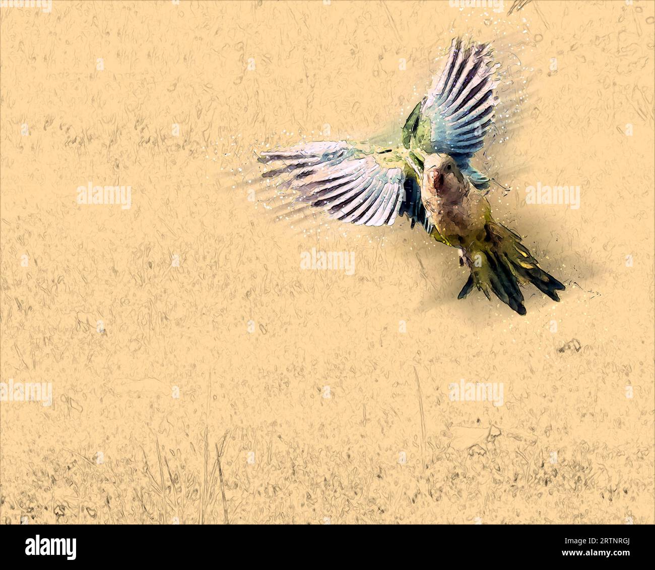 Digitally enhanced image of a monk parakeet (Myiopsitta monachus), also ...