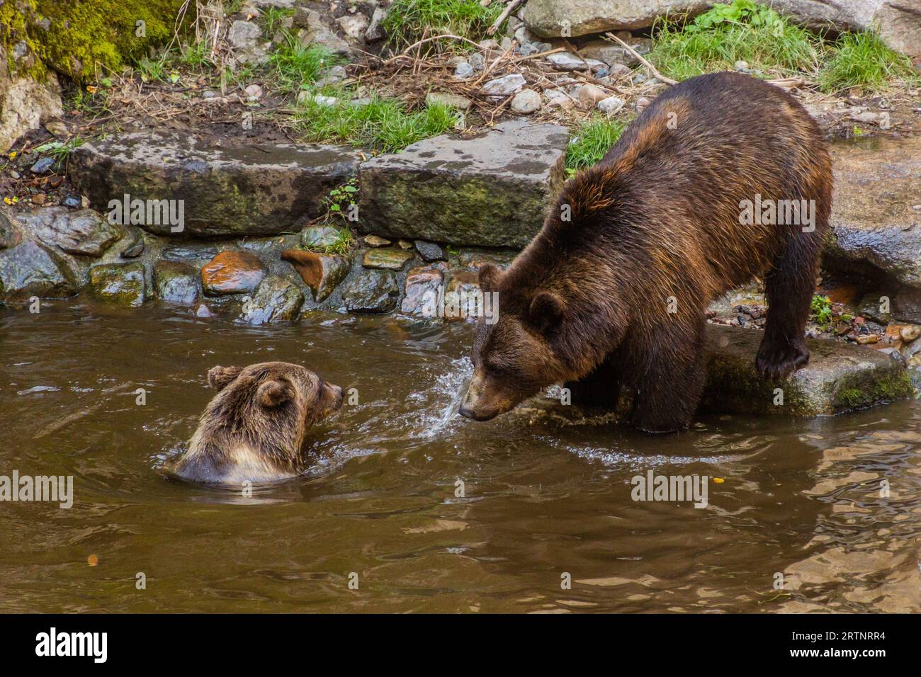Bears in the moat of Cesky Krumlov castle, Czech Republic Stock Photo ...