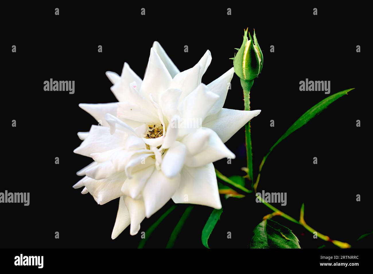 Close up of a beautiful and perfect white ' iceberg ' rose Stock Photo ...