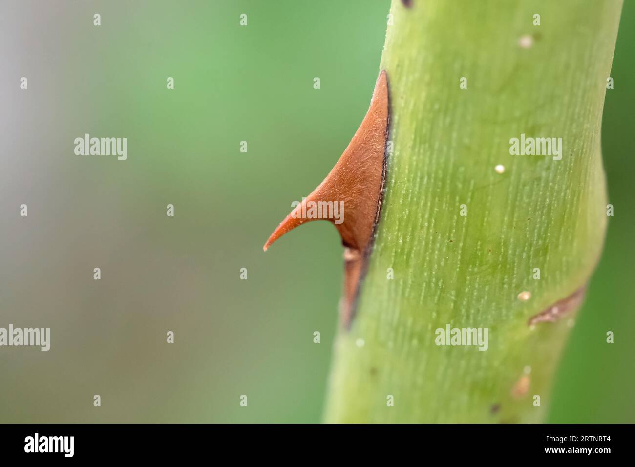 Curved rose thorn hi-res stock photography and images - Alamy