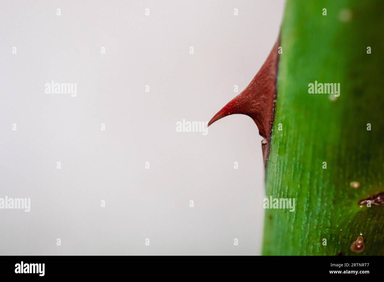 Thorny curved branch hi-res stock photography and images - Alamy