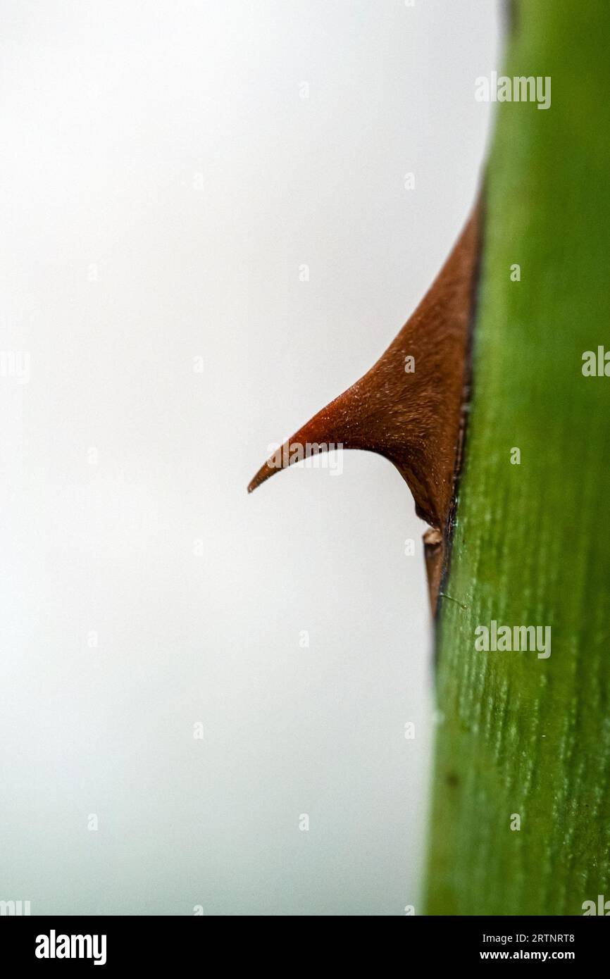 Single point hook hi-res stock photography and images - Alamy