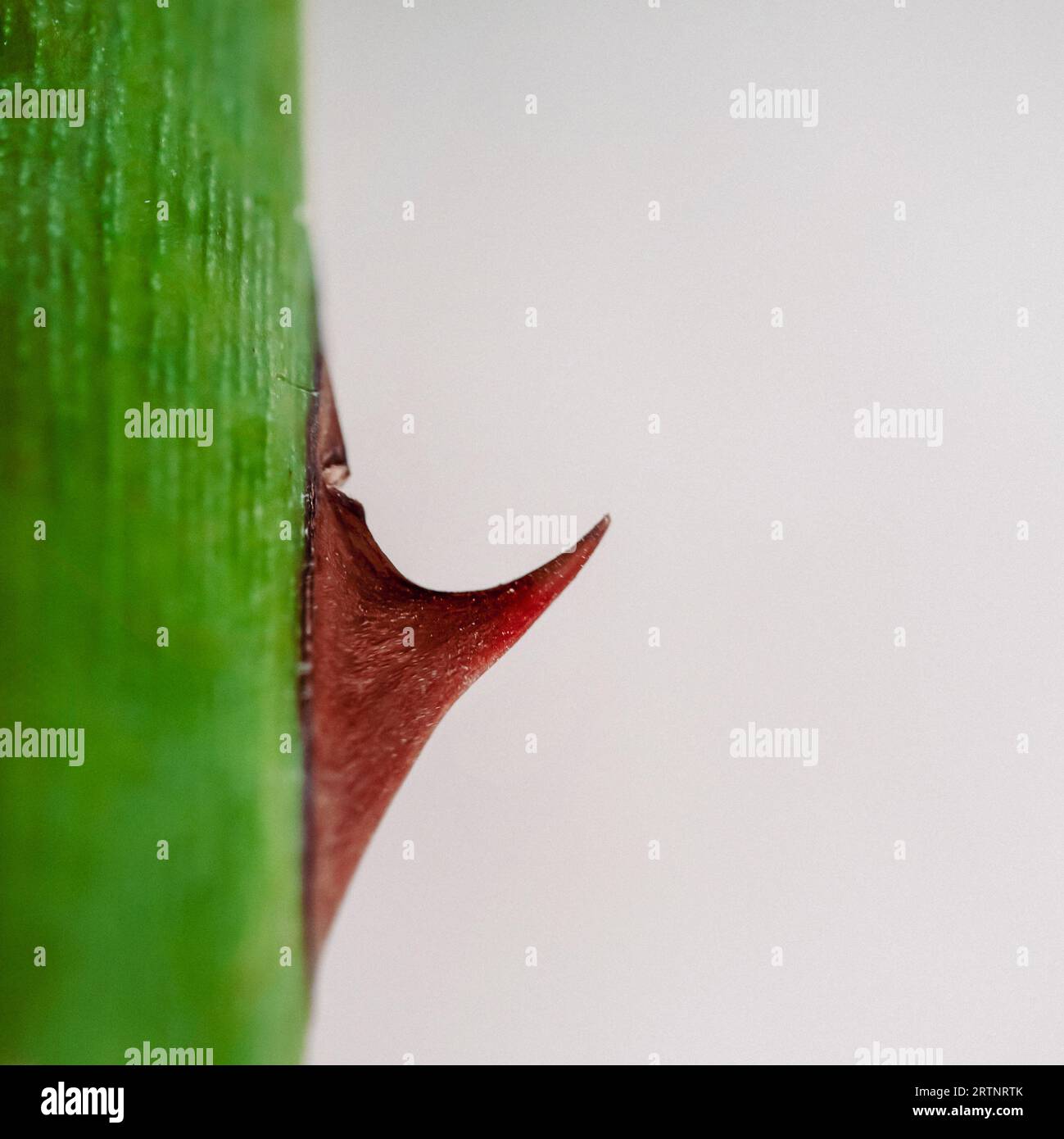 Curved rose thorns hi-res stock photography and images - Alamy