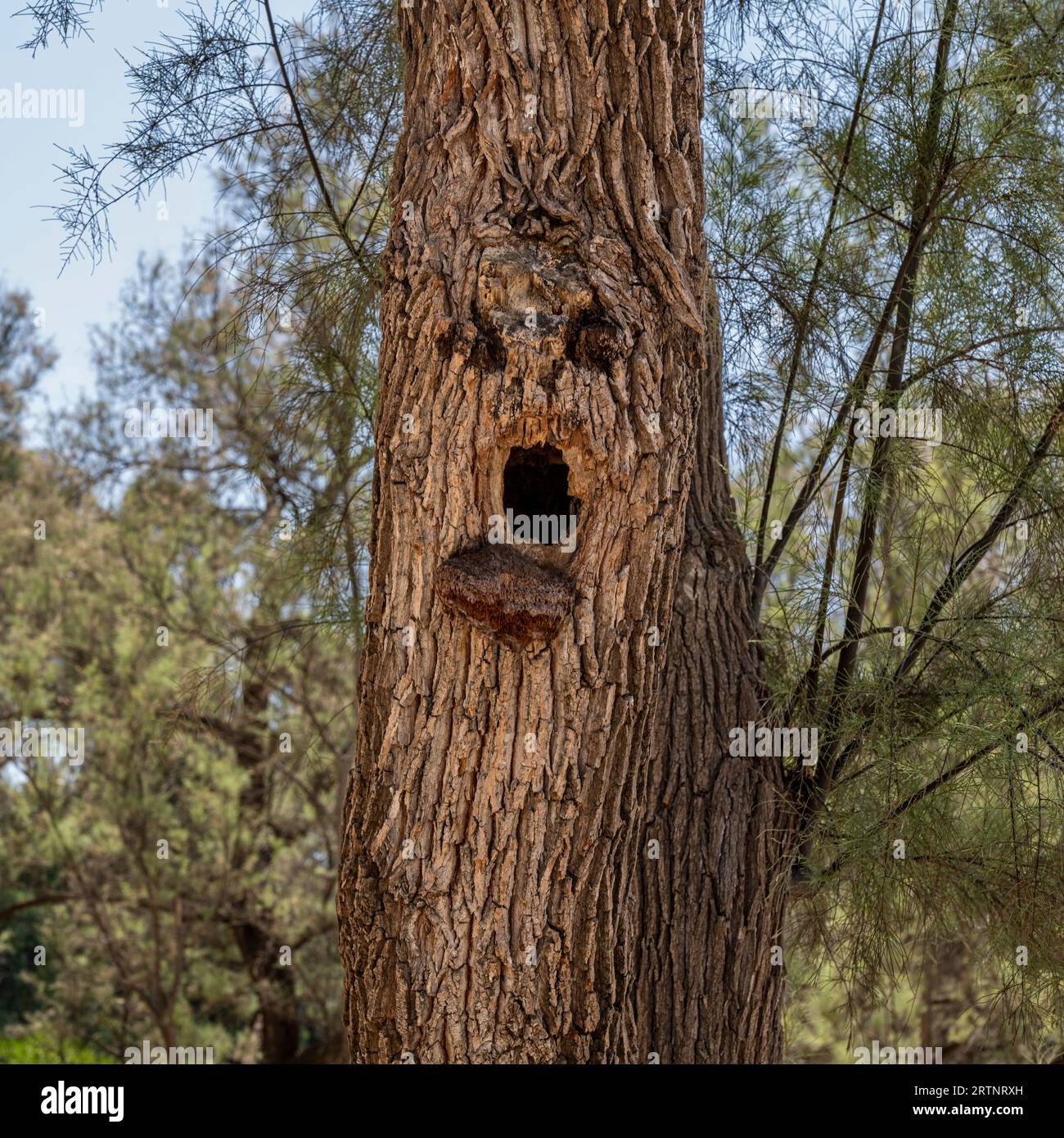 Facial pareidolia hi-res stock photography and images - Alamy