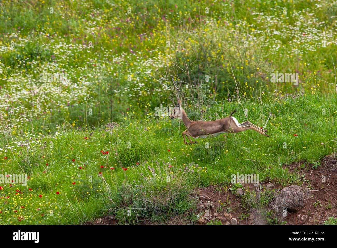 Mountain Gazelle (Gazelle gazelle). Photographed in Israel. The ...