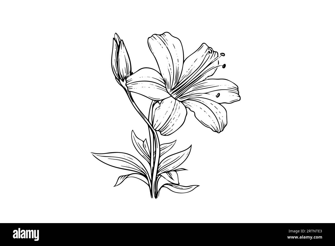 Saffron or crocus hand drawn ink sketch. Vector illustration in ...