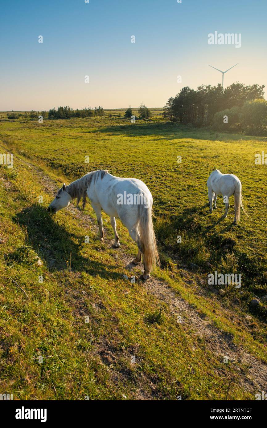 Wild Irish Horses graze on a Wind Farm Stock Photo - Alamy