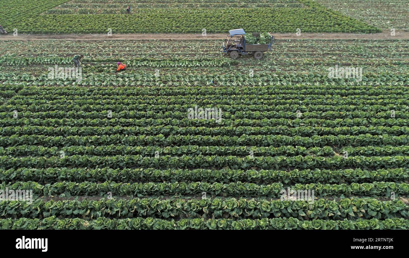 Farmers harvest Chinese cabbage in the fields, North China Stock Photo - Alamy