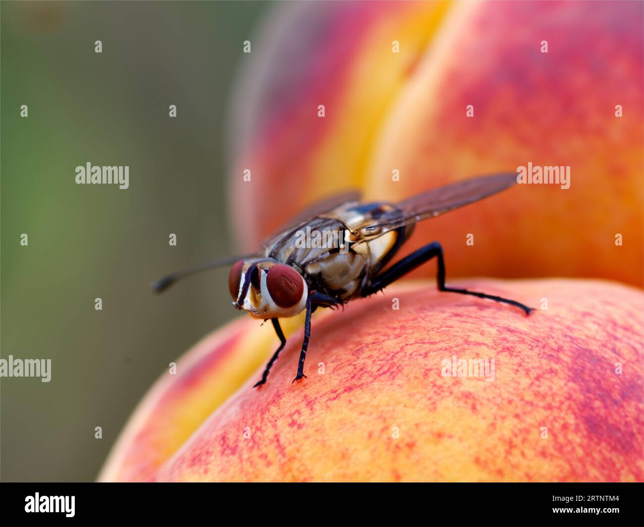Flying on a peach blossom hi-res stock photography and images - Alamy