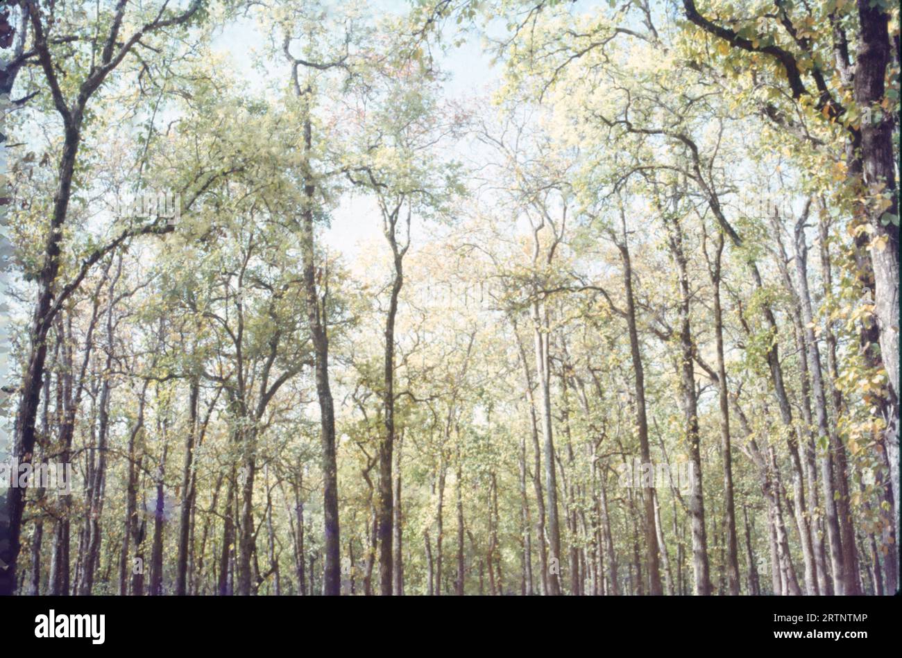 Kisli hi-res stock photography and images - Alamy