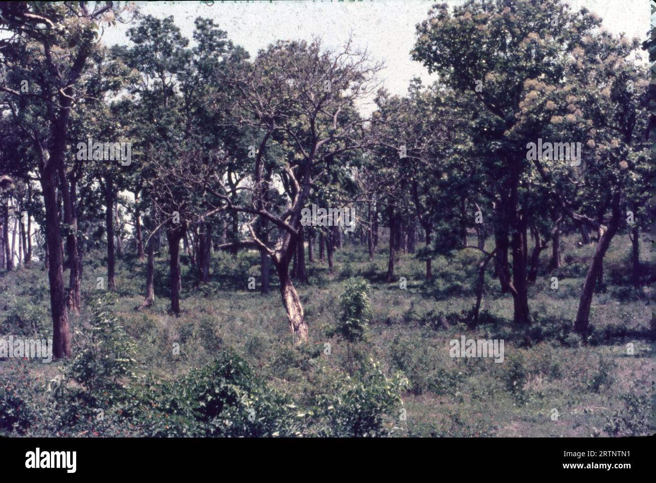 Tree & Forest Kibini, Mysore, Karnataka, India Stock Photo - Alamy