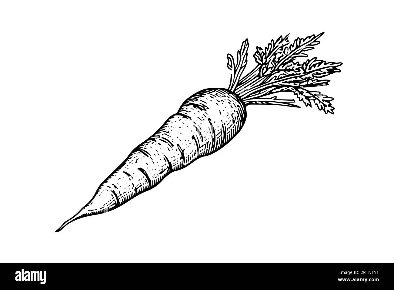 Carrot with tops. Engraving sketch hand drawn vector illustration Stock ...
