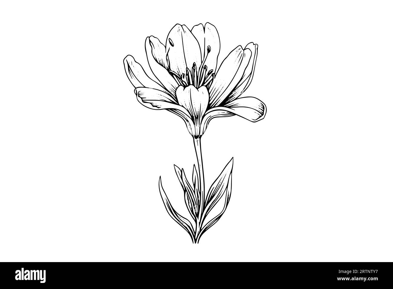 Saffron or crocus hand drawn ink sketch. Vector illustration in ...