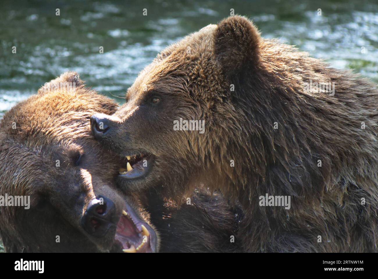 European brown bear europaeischer braunbaer hi-res stock photography ...
