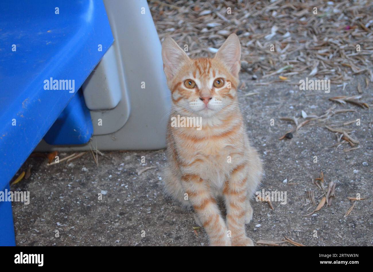 An adorable beautiful orange kitty standing the outdoor with beautiful ...