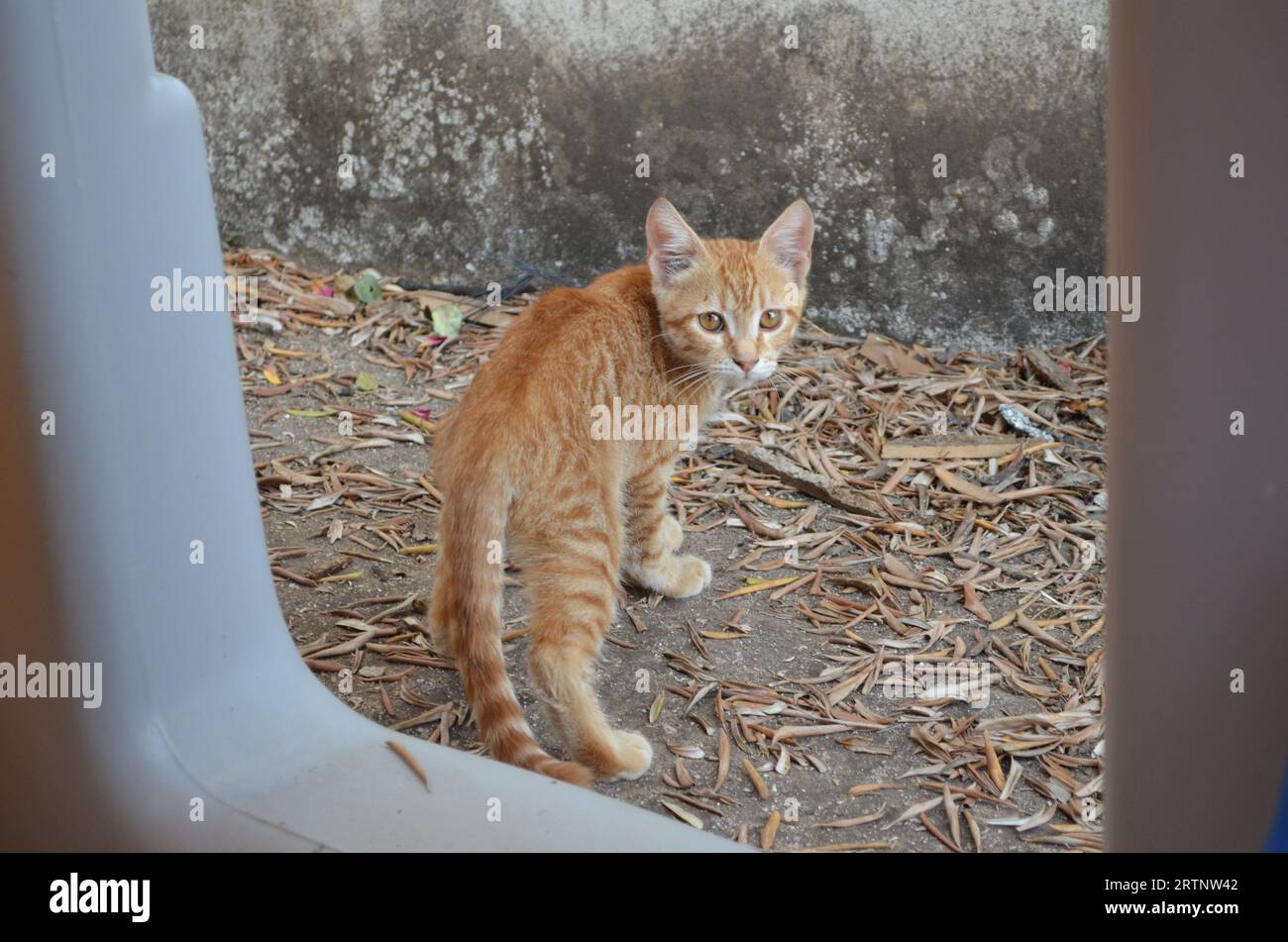 An adorable beautiful orange kitty standing the outdoor with beautiful ...