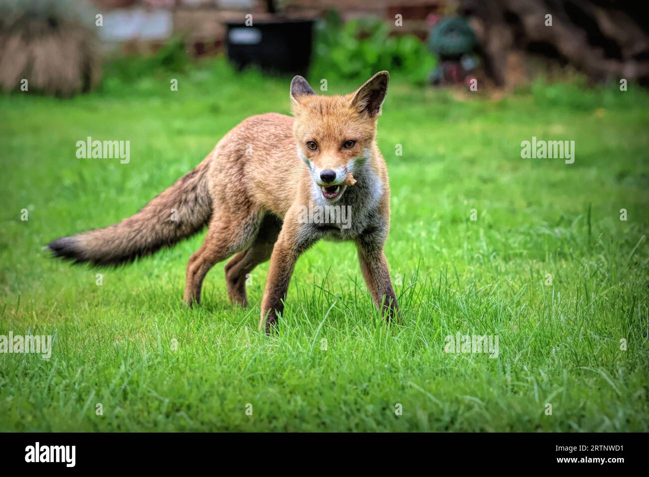 Fox pounce hi-res stock photography and images - Alamy