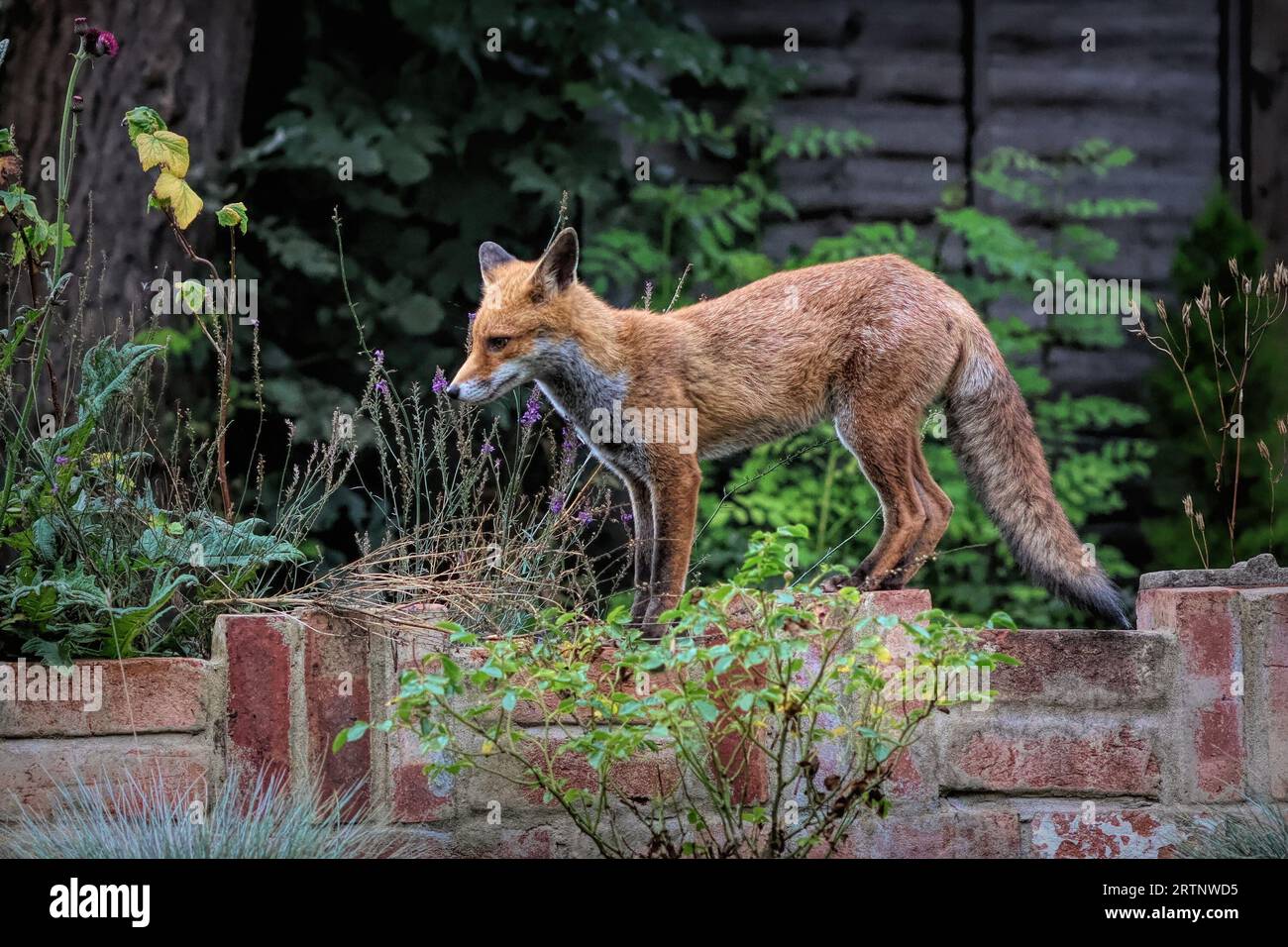 A red fox on a brick ledge beside a fence, surveying its surroundings ...