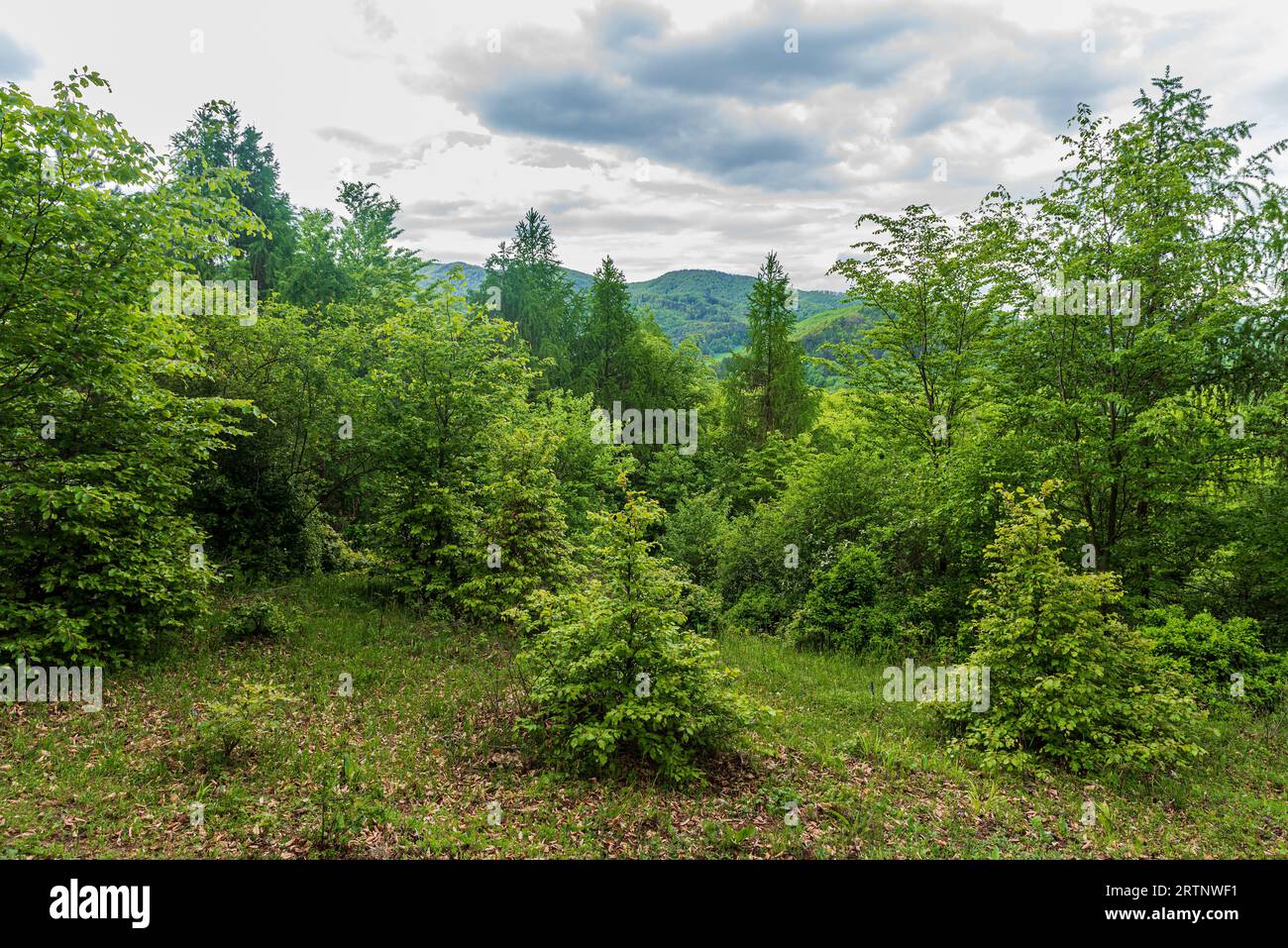 From above deep in forest hi-res stock photography and images - Alamy