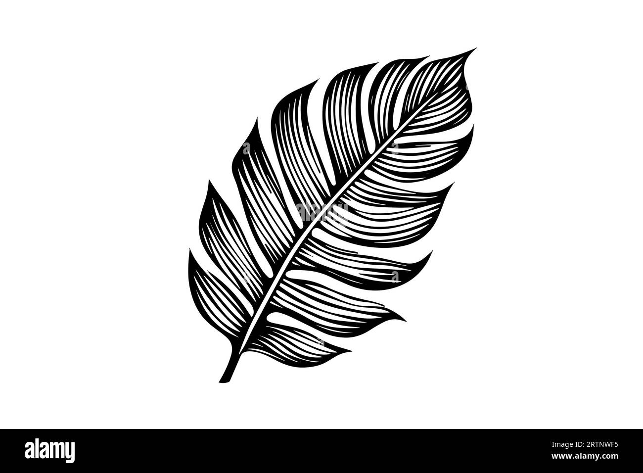 Exotic tropical leaf hand drawn vector. Botanical leaves engraved ink ...