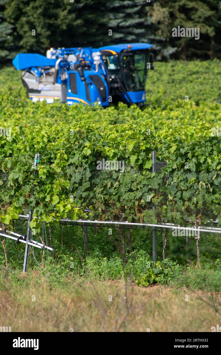 Grape varieties hi-res stock photography and images - Alamy