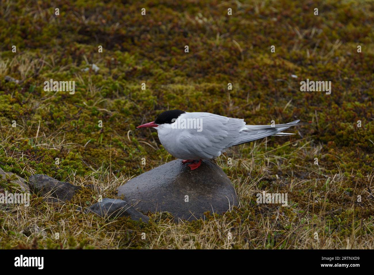 Sterna Paradisaea Family Laridae Genus Sterna Arctic tern wild nature ...
