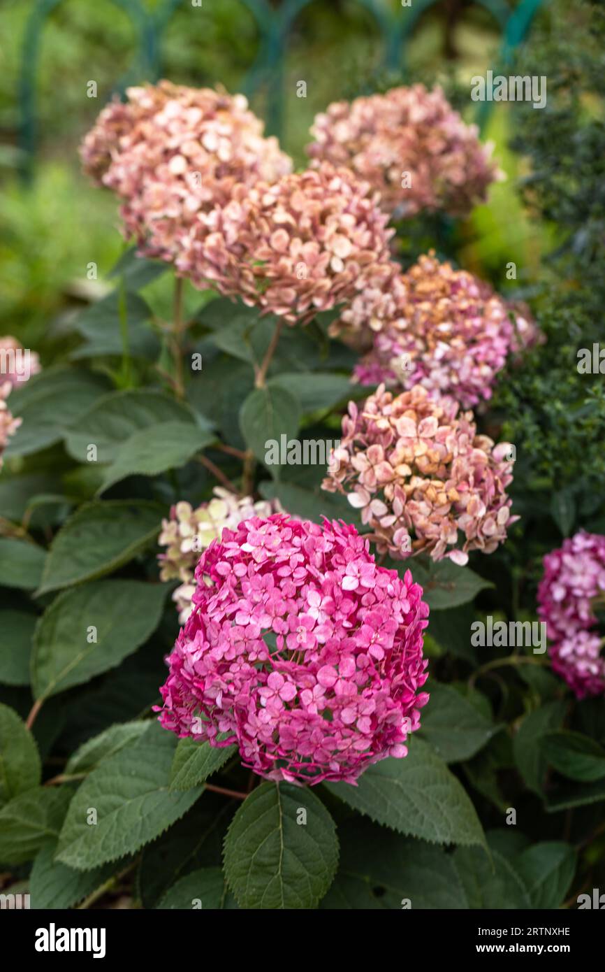 Flowering hydrangea tree, Hydrangea arborescens or Candybelle Bubblegum ...