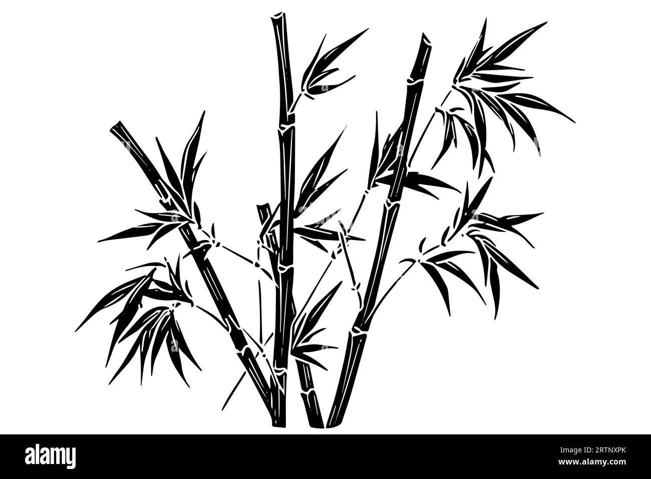 Hand drawn ink sketch of bamboo leaves and branches. Vector ...