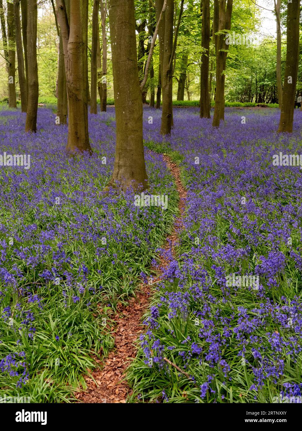 A woodland path through a carpet of bluebells on the floor of a forest ...