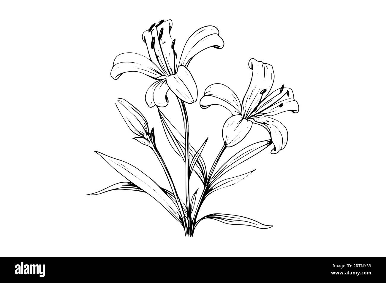 Saffron or crocus hand drawn ink sketch. Vector illustration in ...