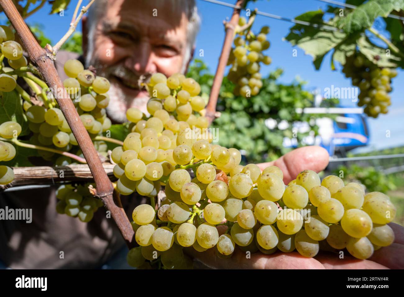 Rondo grape hi-res stock photography and images - Alamy
