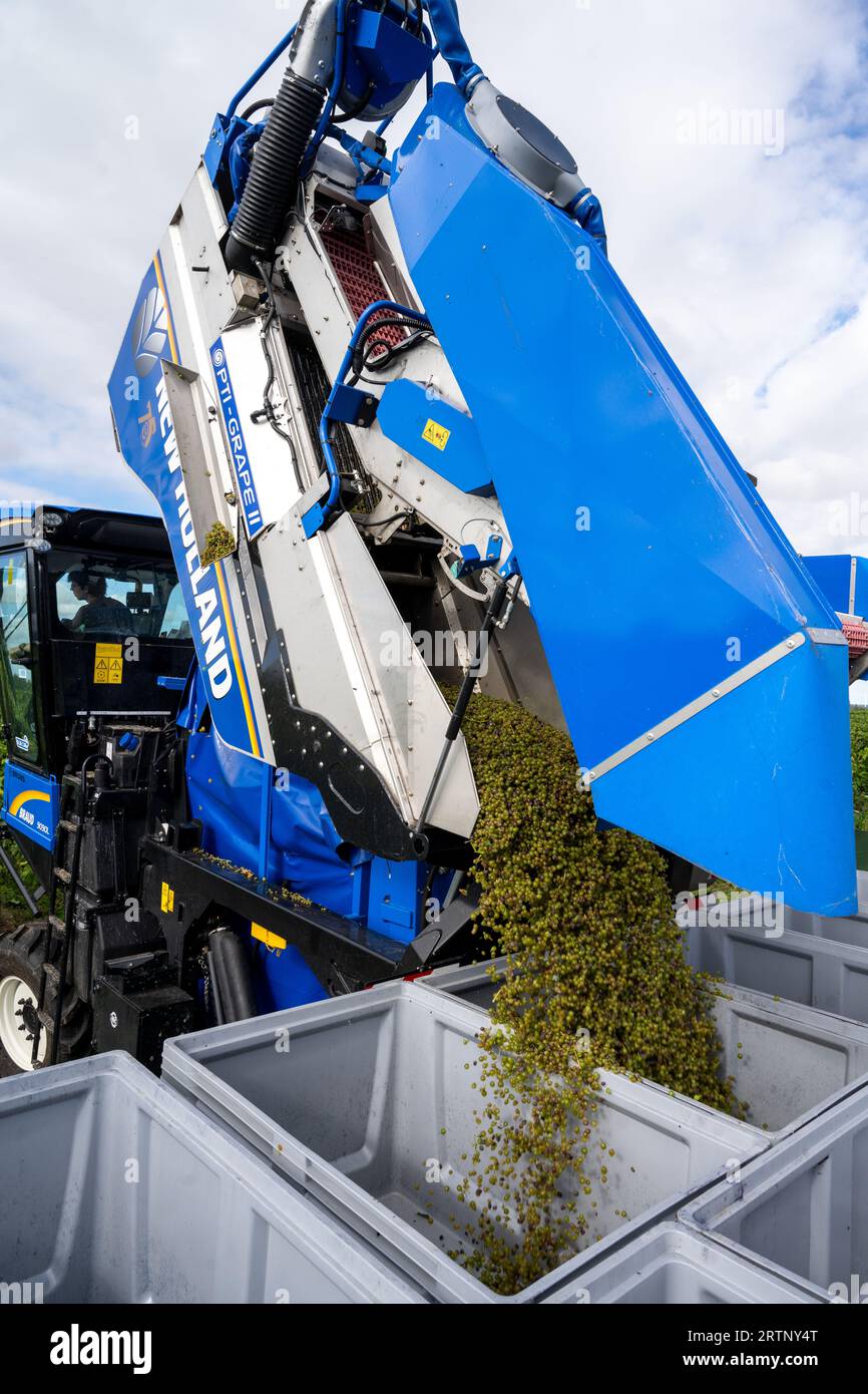 14 September 2023, Mecklenburg-Western Pomerania, Rattey: The grape ...