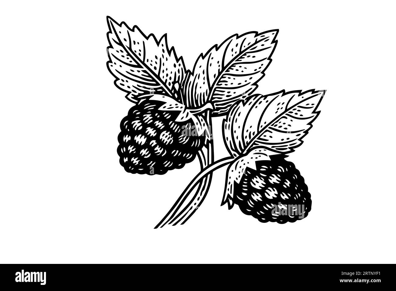 Raspberry branch hand drawing ink sketch. Engraving style vector ...