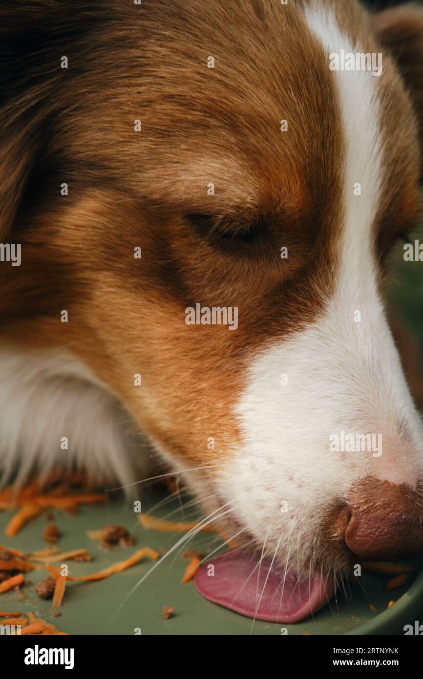 Dog lick plate hi-res stock photography and images - Alamy