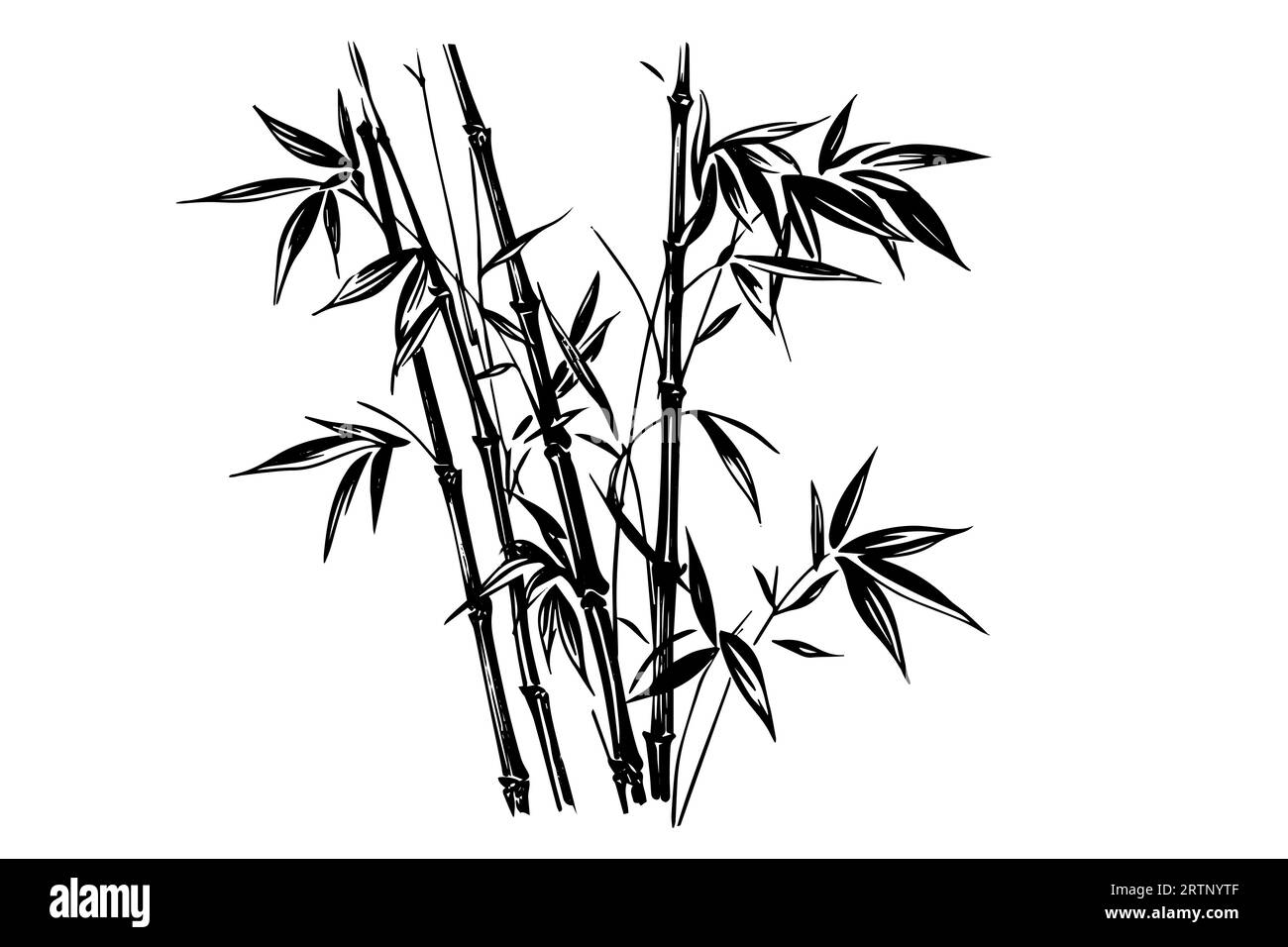 Hand drawn ink sketch of bamboo leaves and branches. Vector ...