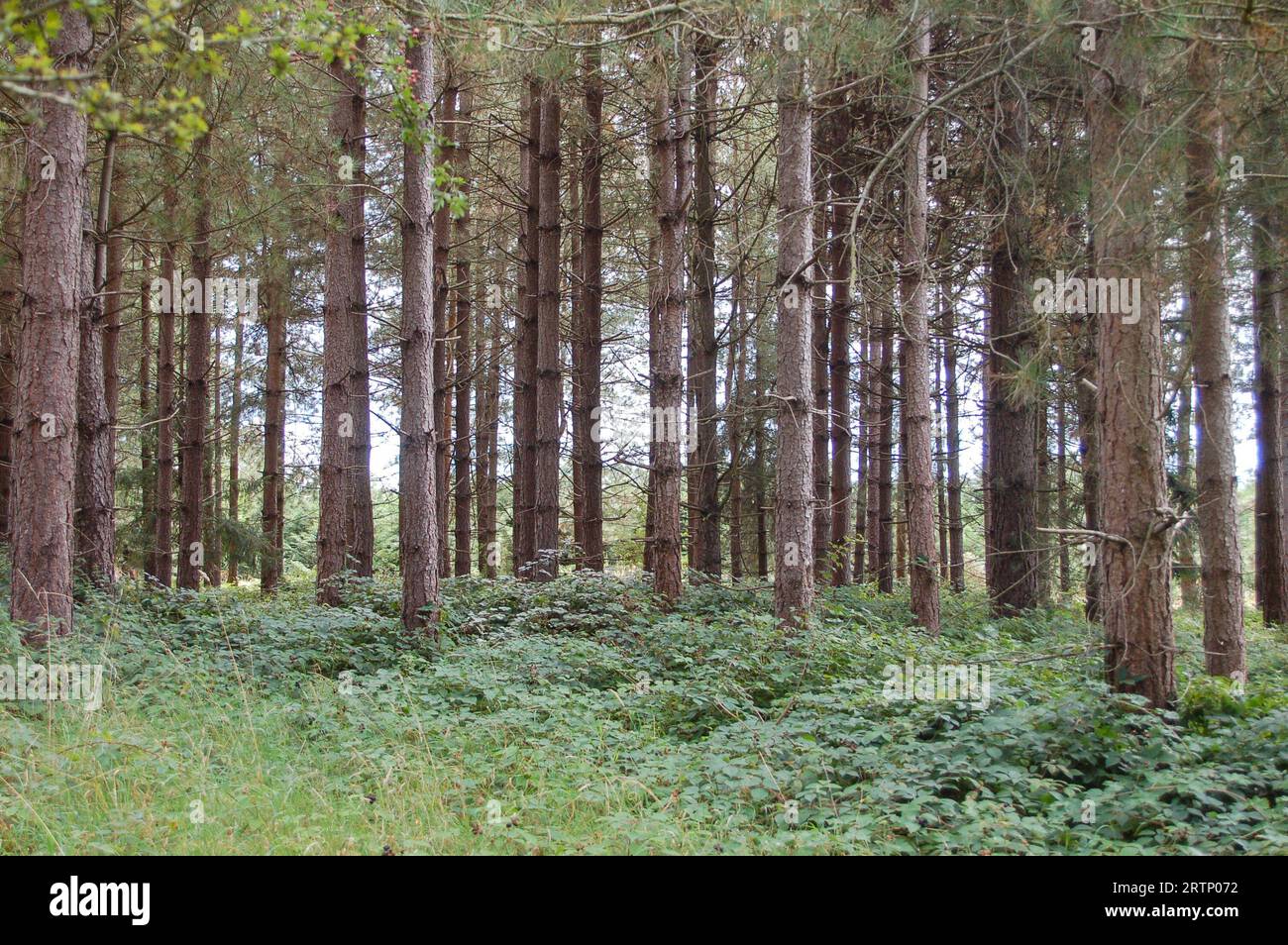 Deep in the King's Forest Stock Photo - Alamy