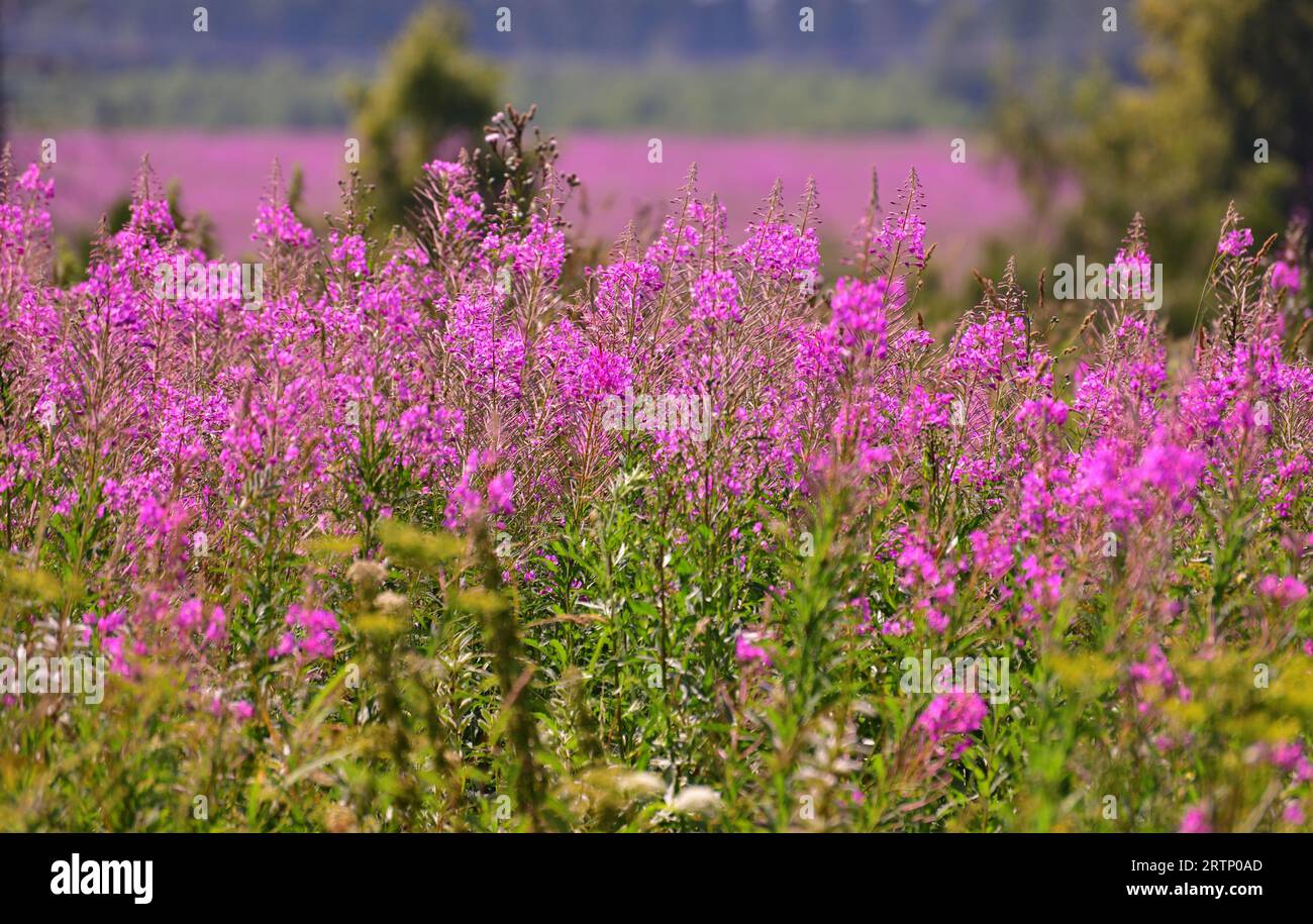 Chamaenerion angustifolium - Fireweed blooms profusely in field Stock Photo - Alamy