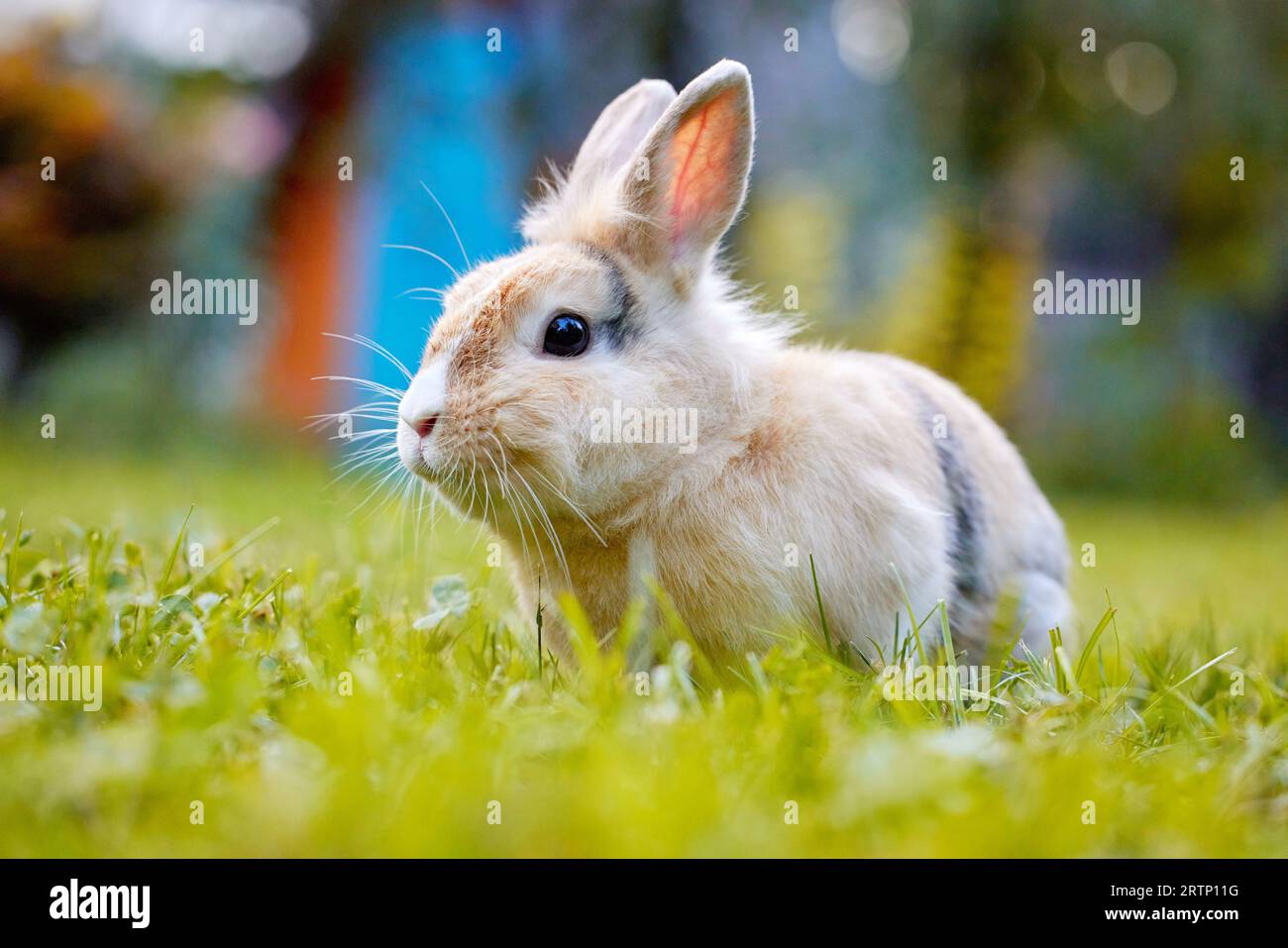 Lovely furry baby white and brown rabbit looking at something while ...