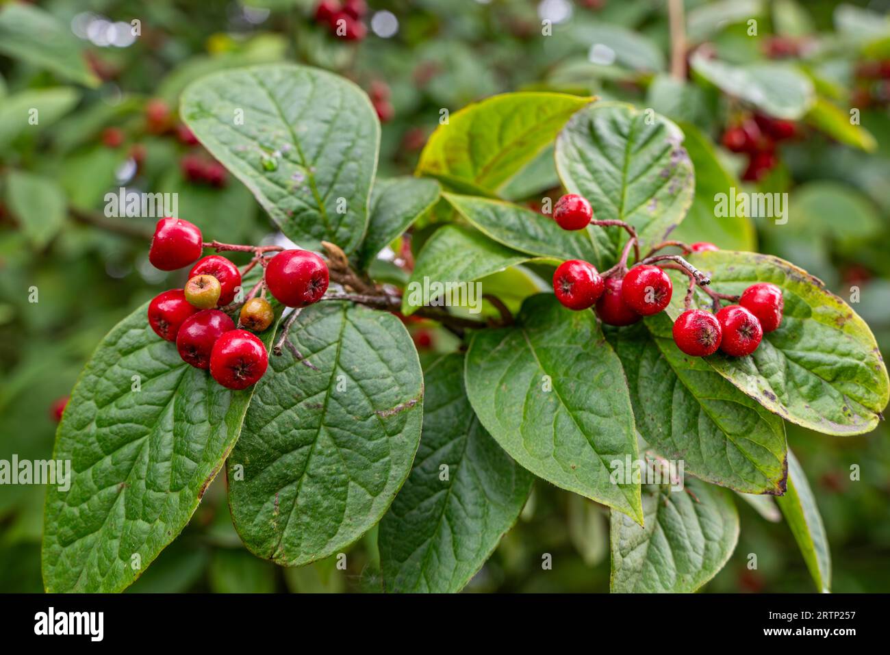 Red berries photos hi-res stock photography and images - Alamy