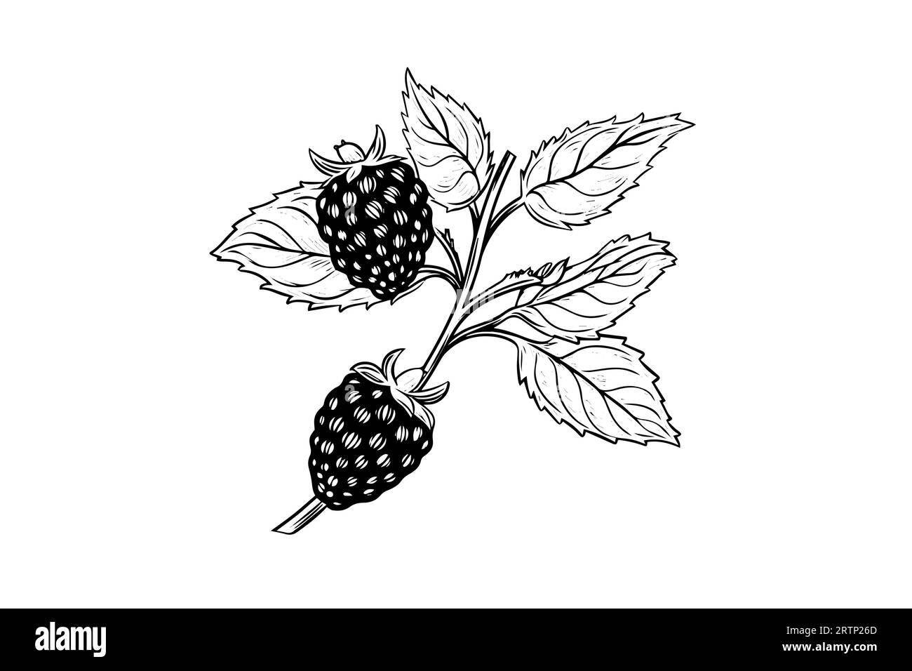 Raspberry branch hand drawing ink sketch. Engraving style vector ...