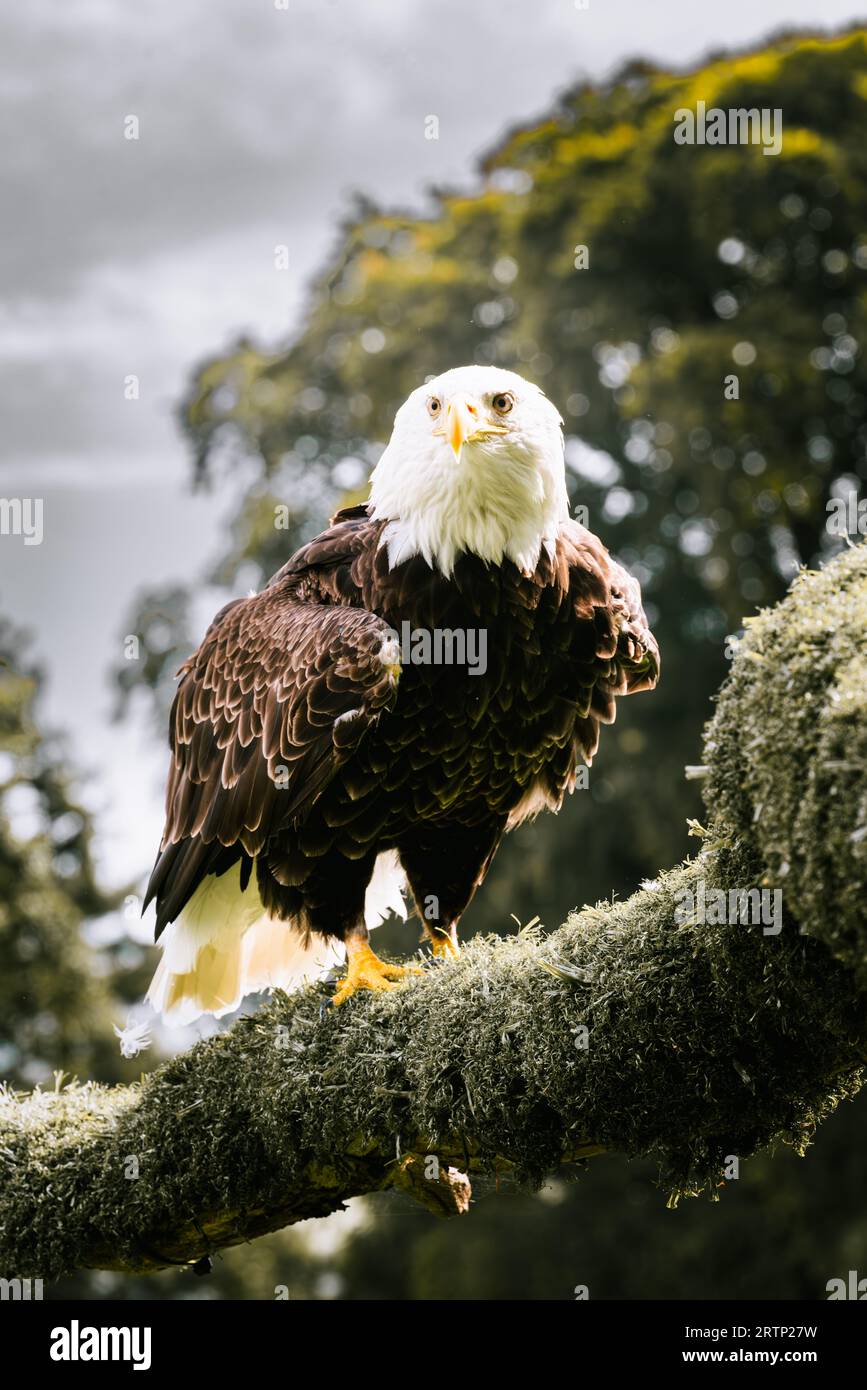 Eagle strength hi-res stock photography and images - Alamy