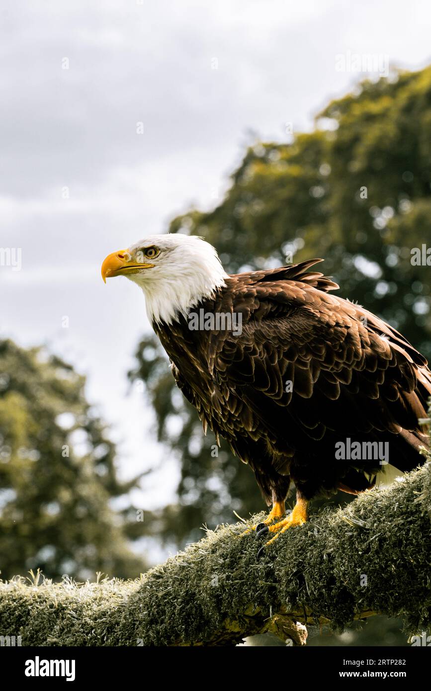 american bald eagle Stock Photo - Alamy