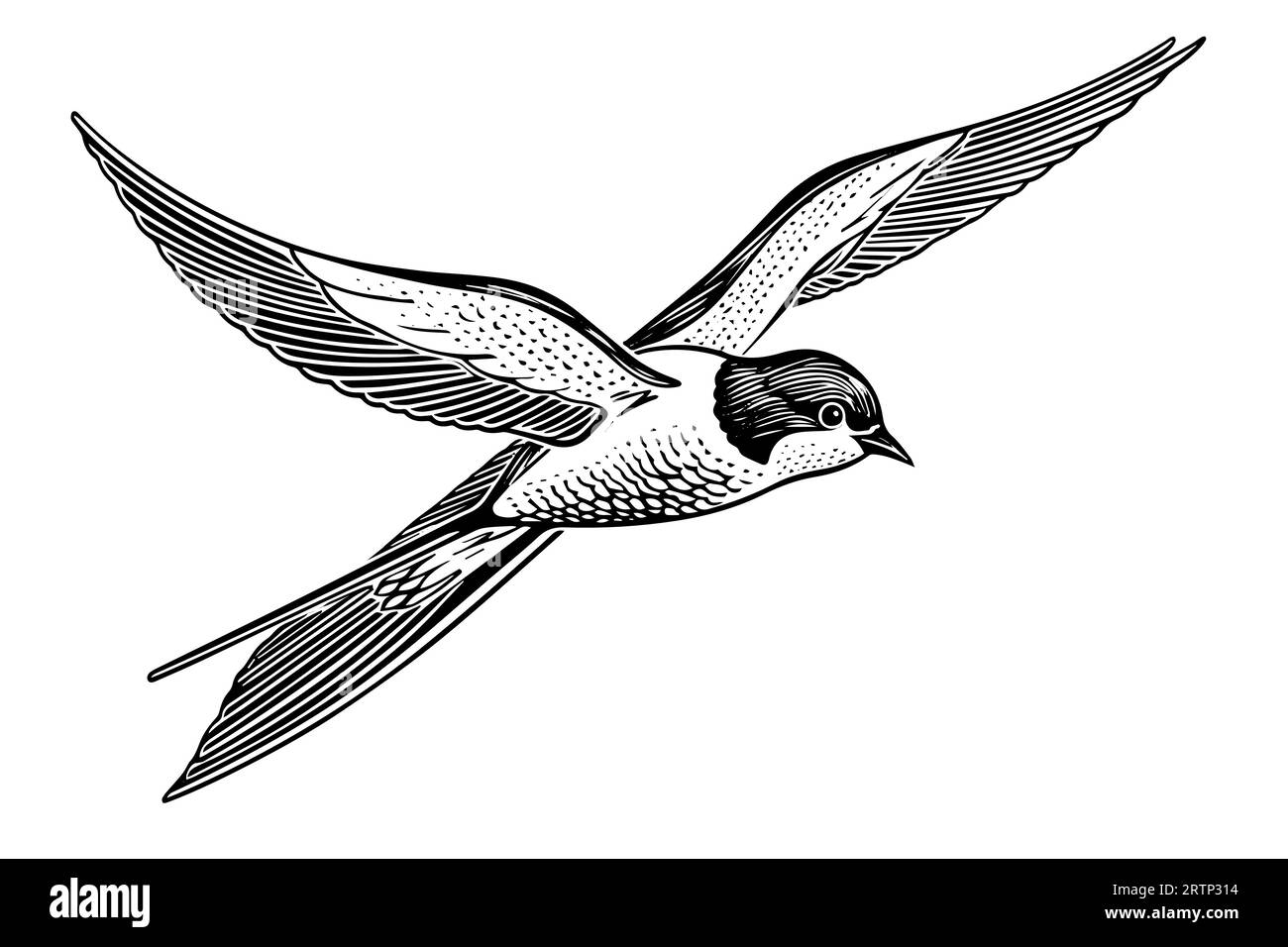 Ink sketch of flying swallow. Hand drawn engraving style vector ...