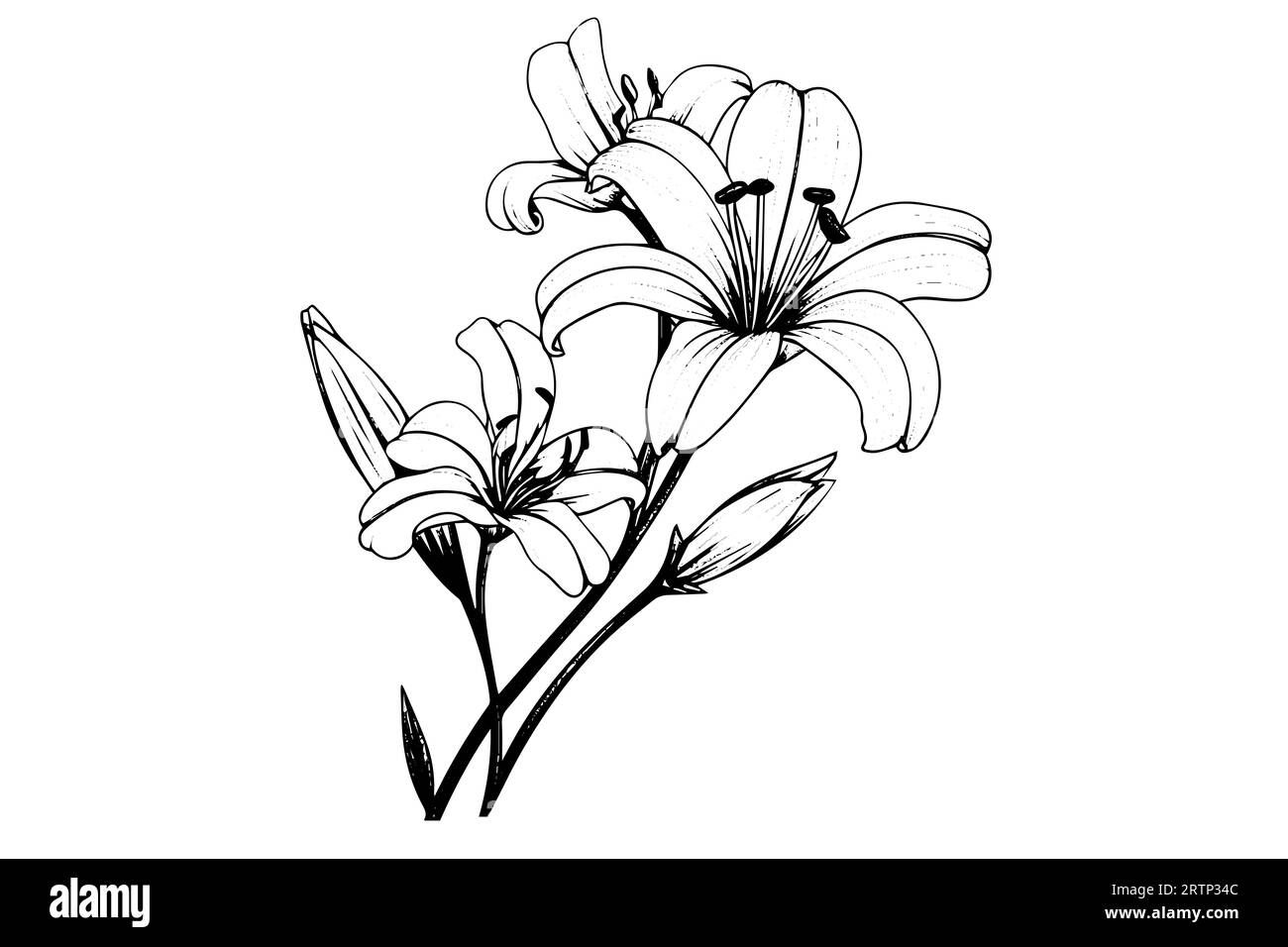 Saffron Or Crocus Hand Drawn Ink Sketch Vector Illustration In
