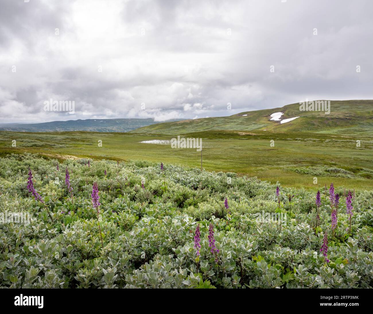 flowers in hallingskarvet national park of norway Stock Photo - Alamy