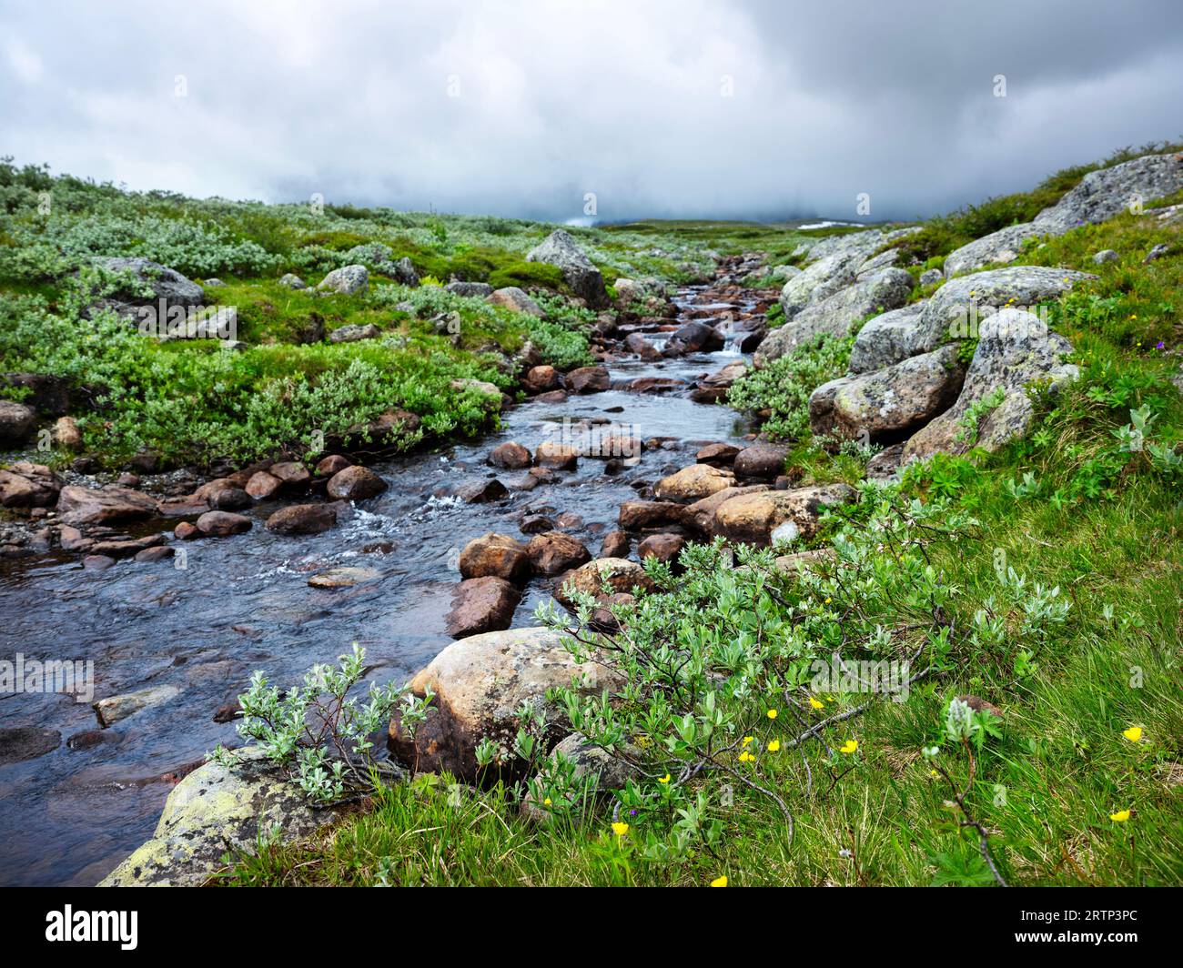 Stream in hardangervidda national park hi-res stock photography and ...