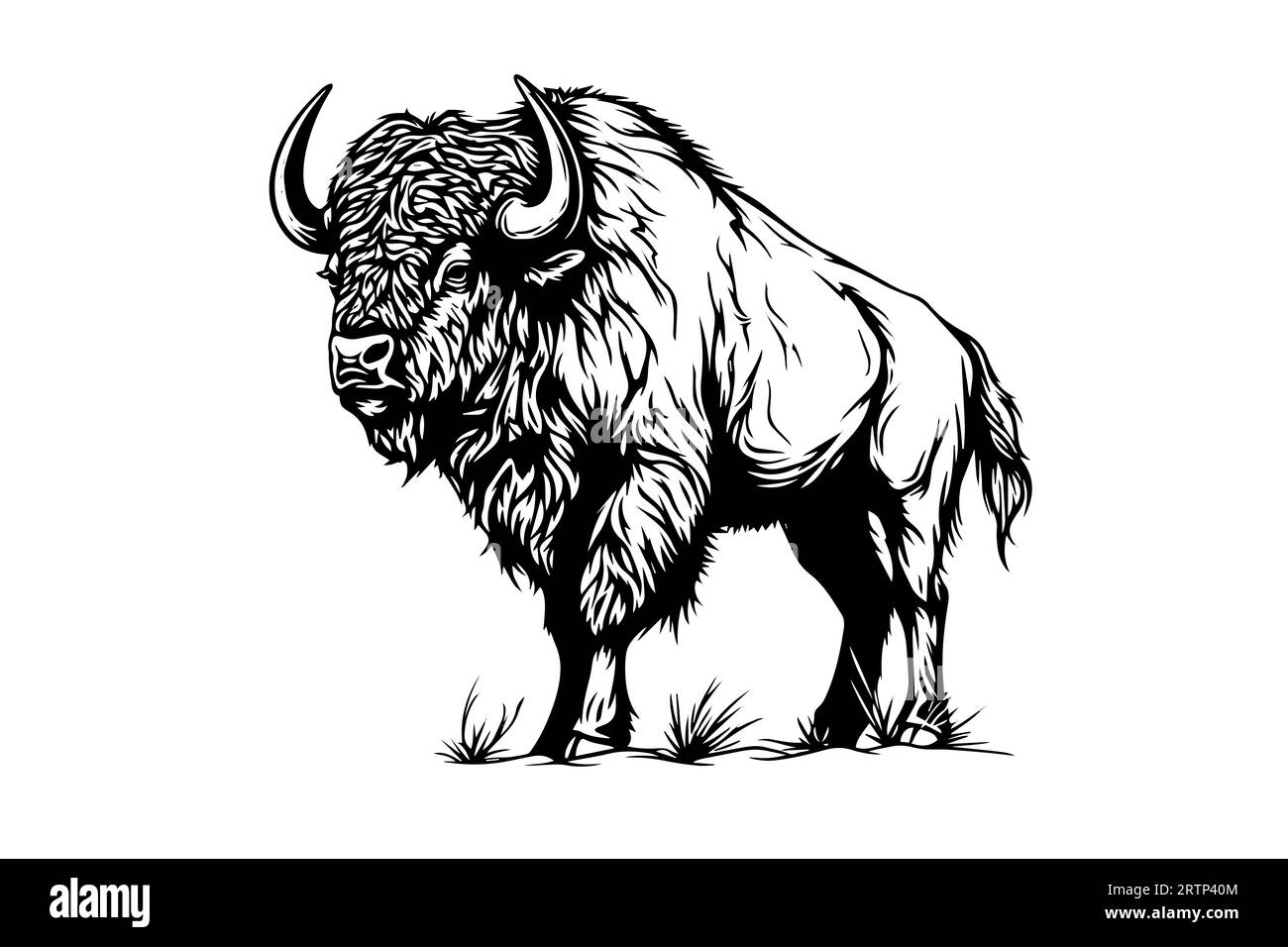 Hand drawn buffalo. Vector illustration of bull ink sketch engraving ...