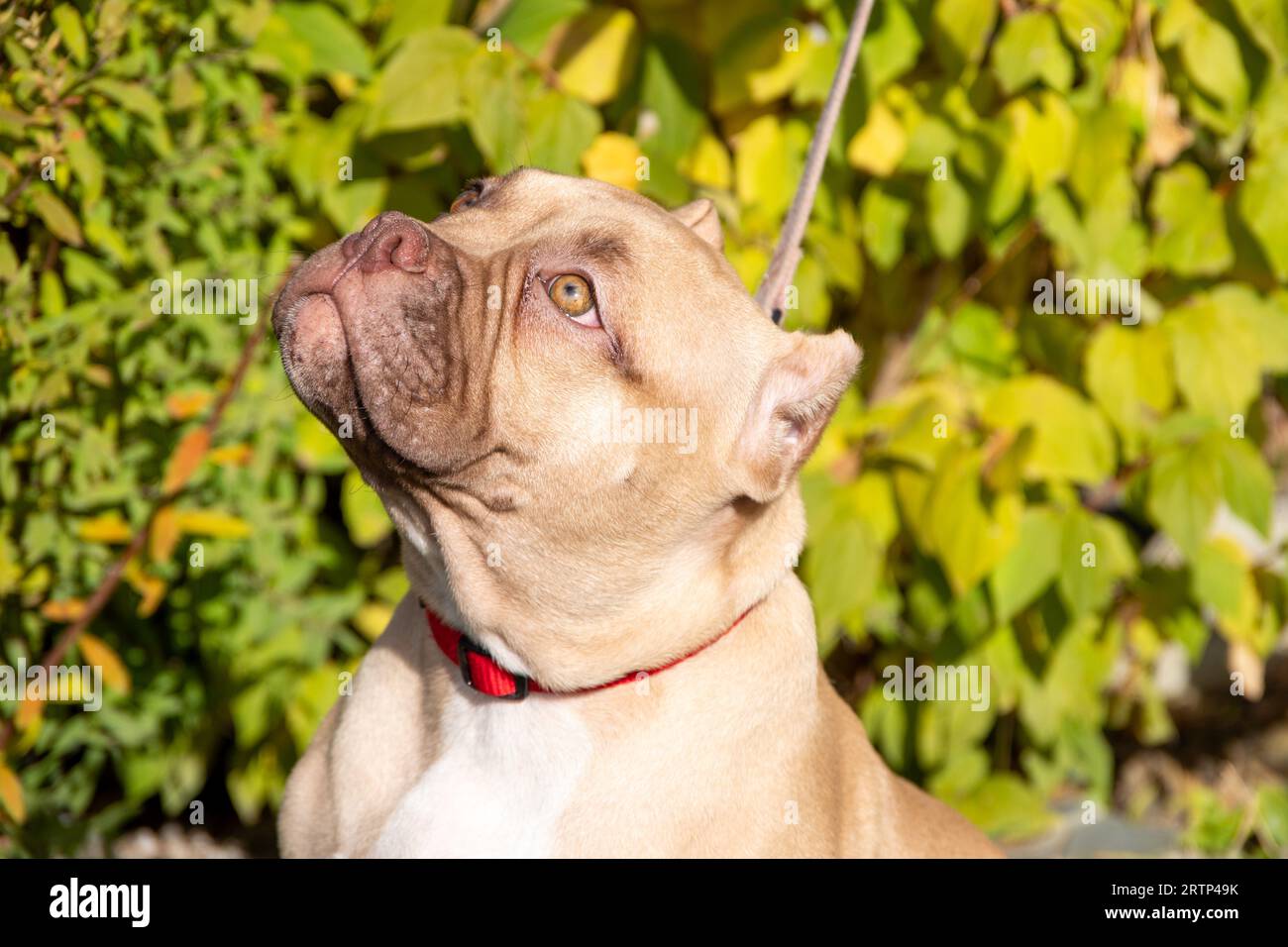 American bully walking hi-res stock photography and images - Alamy