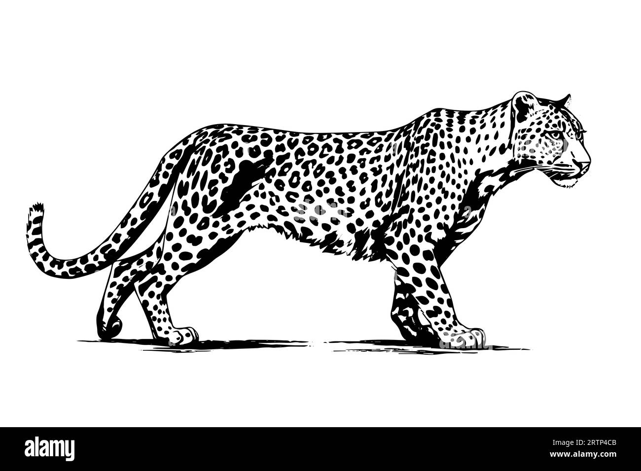Black and white hand drawn ink sketch of leopard walks. Vector ...