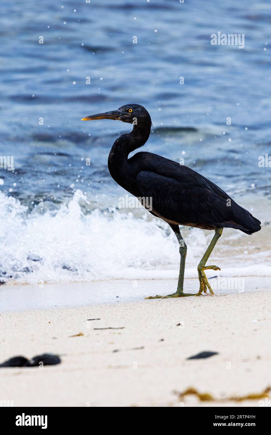 pacific reef heron walking past ocean surf Stock Photo - Alamy